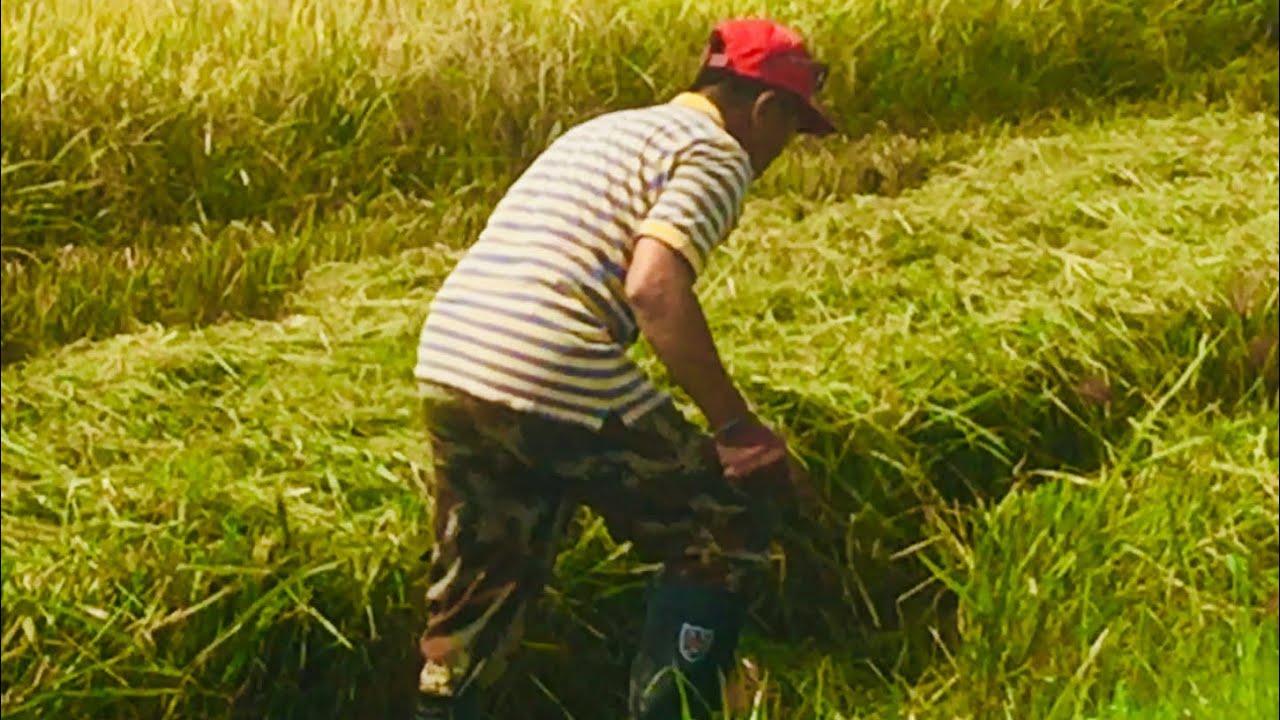 SAWAH PADI.MUSIM MENUAI PADI DI SEKINCHAN SELANGOR.JELAPANG PADI ...