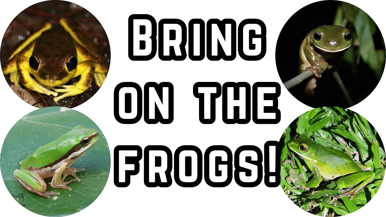 Discover three plants perfect for Australian frog ponds - YouTube