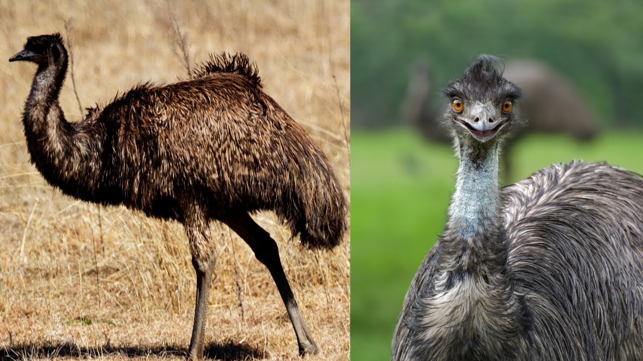 Unbelievable Facts About Emus That Will Totally Shock You! - YouTube