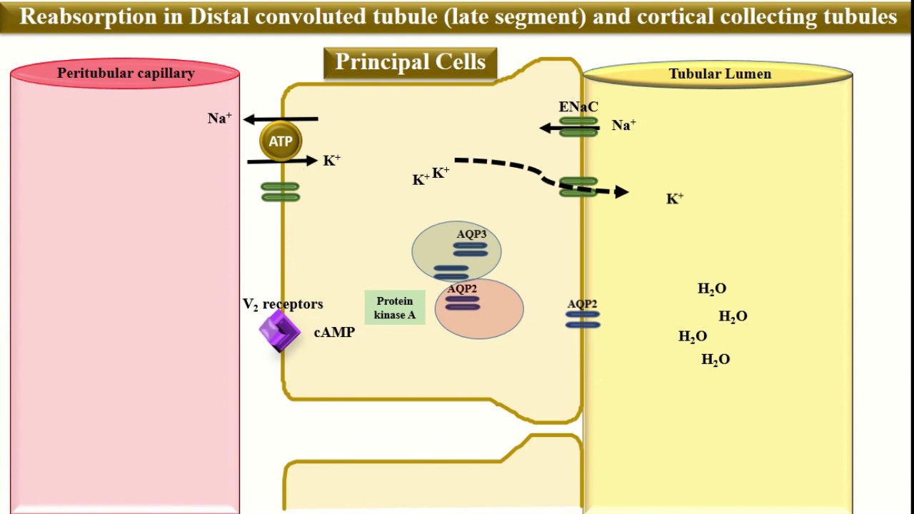 Renal Regulation of Tubular Reabsorption and Secretion - YouTube