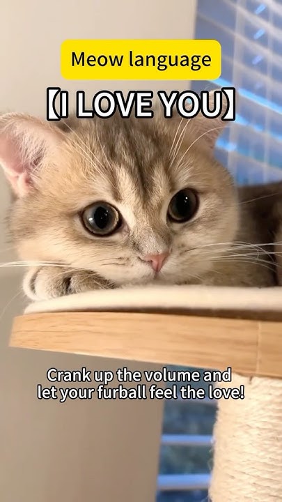 Meow language: I love you 💕 #cat #catlover #catvideos #catshorts # ...