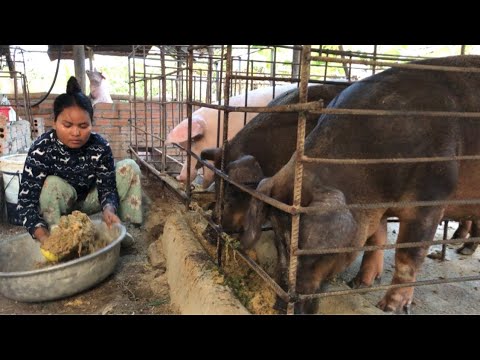 Raising pigs sows easy feed,Rice bran,Broken rice ,feed Pig Master,and ...