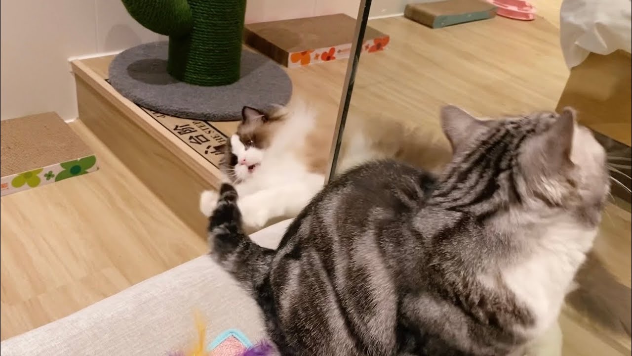 Cat Fight: Tail Play Leads to Brawl - YouTube