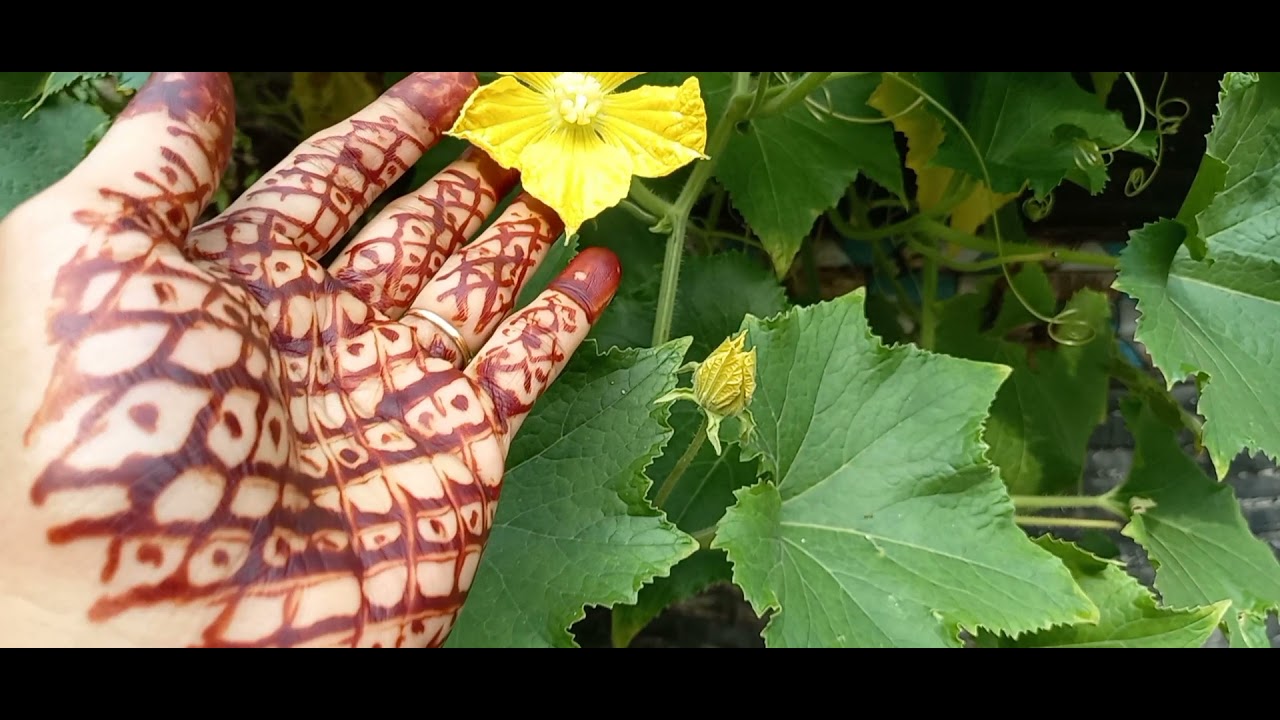 Ash guard flower in kitchen garden - YouTube