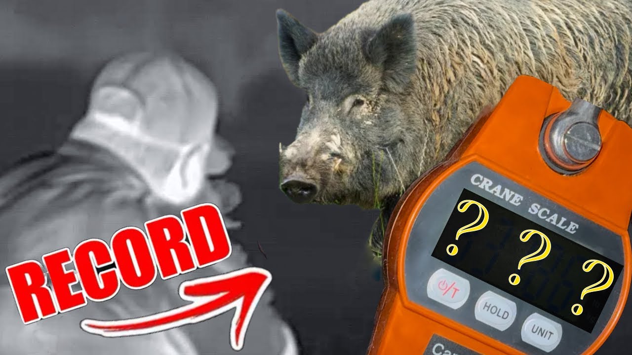 RECORD BREAKING HOG down in Texas - YouTube