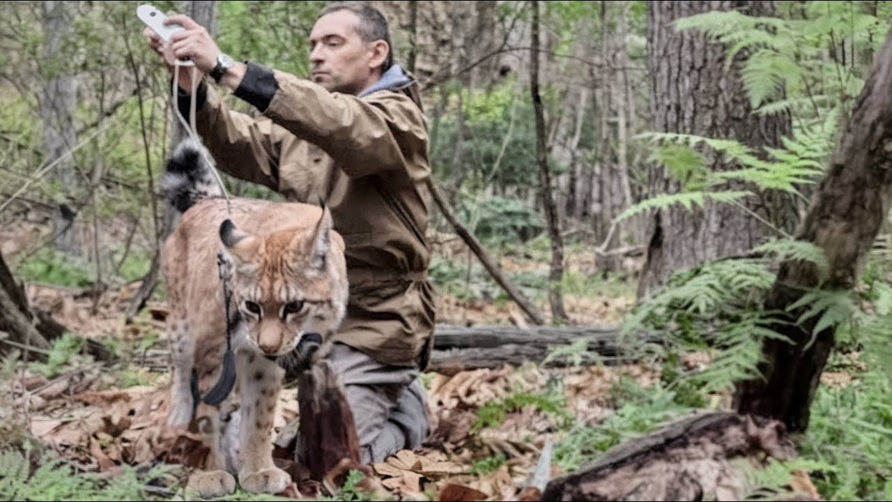 A man saved a she lynx from a trap, a few years later she saved his ...