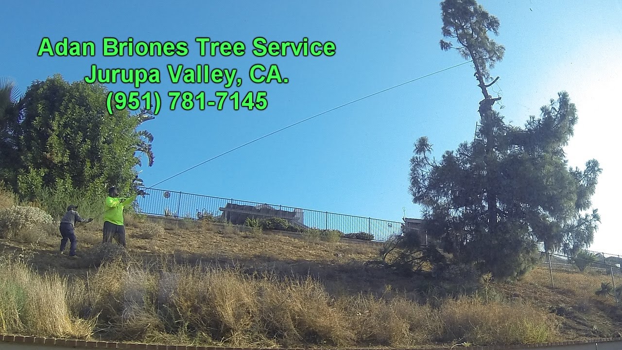 Jurupa Valley, CA. Tree Removal (Time Lapse) - YouTube