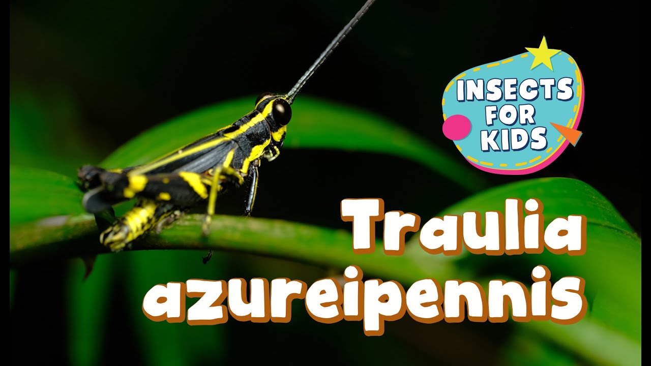 Traulia azureipennis - YouTube
