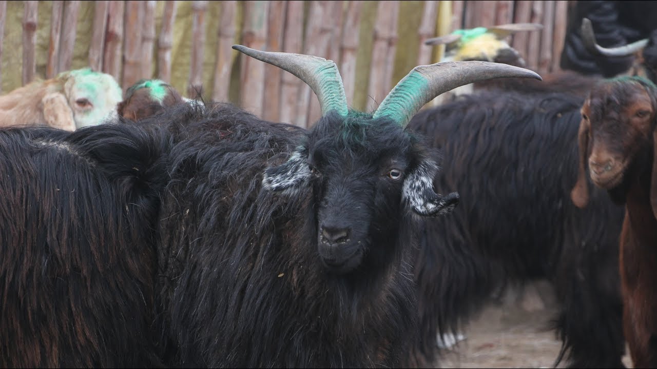 mandi ma pahari nasil ka bakra sale by nawaz bakra mandi 2020 - YouTube