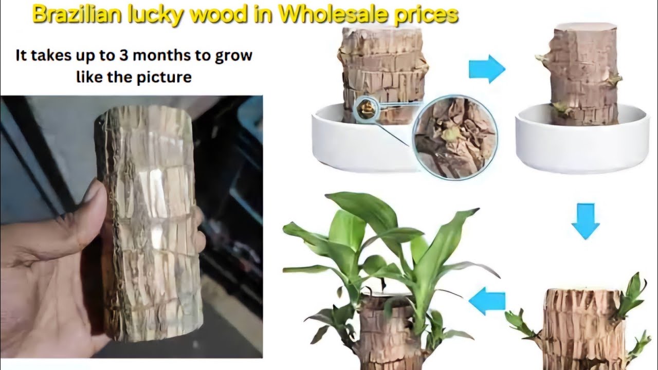 Brazilian wood plant _ Brazilian lucky wood plant kaise lagaye # ...
