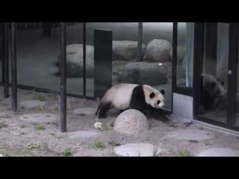 Queen of Denmark opens new Panda enclosure at Copenhagen Zoo - YouTube
