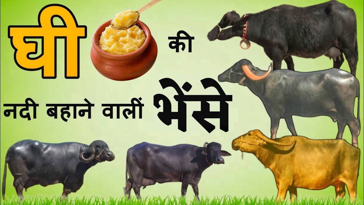 भैस की टॉप 5 घी वाली नस्ले || bhadawari buffalo || jafarabadi buffalo ...