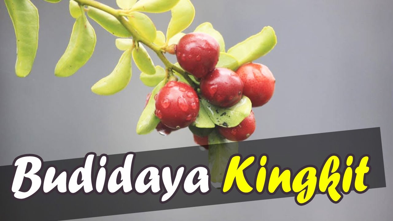 Belajar Budidaya Bahan Bonsai Jeruk Kingkit dari Biji (How to Cultivate ...