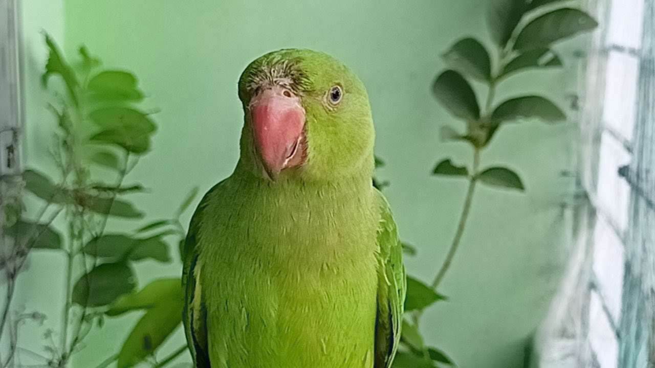 Beautiful Parrot [LIVE] - YouTube