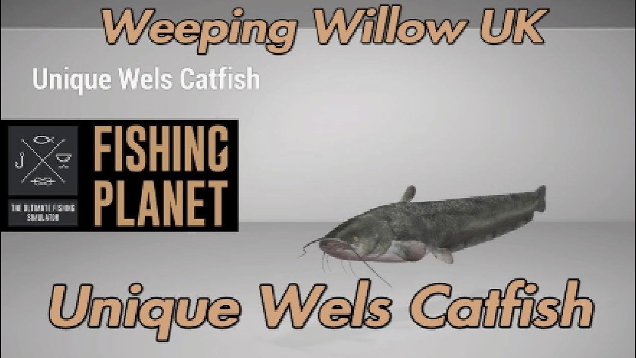 Unique Wels Catfish - Weeping Willow UK - Fishing Planet Guide - YouTube