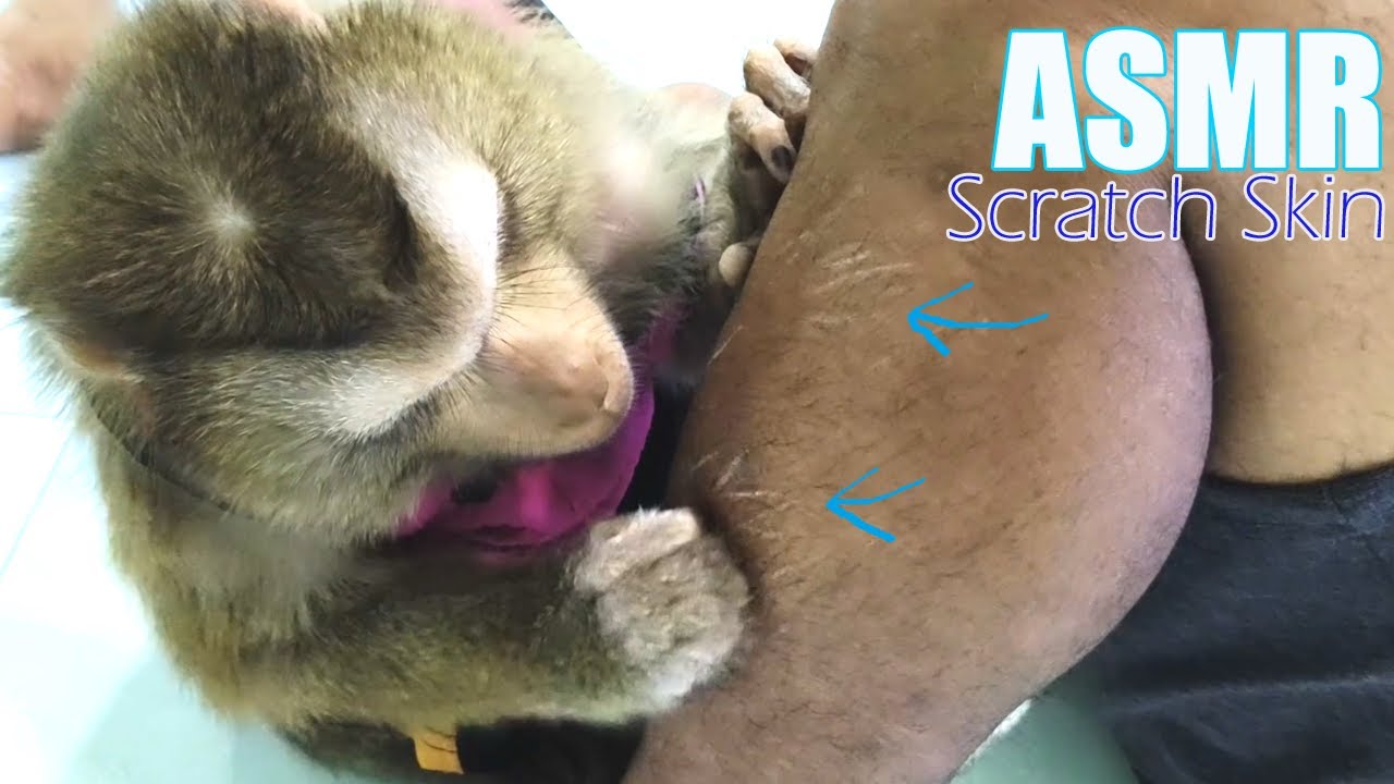 Sweet Vocal ASMR ! Dr. Bela Grooming Leg Deep Deed Cell Relaxing ...