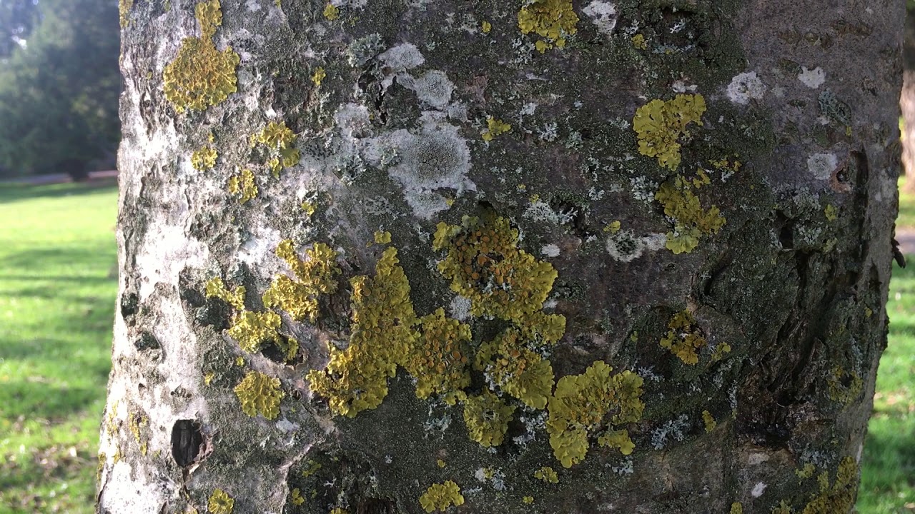 Rowan - trunk close up - October 2018 - YouTube