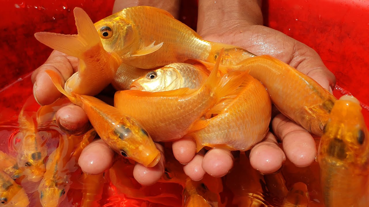 Beautiful Red Colour Comon Carp Fish Farming | Aquarium Colour Fish ...