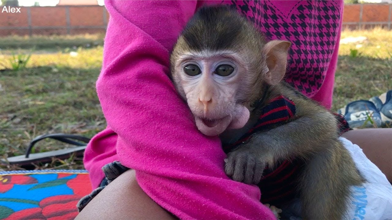 Baby Monkey Alex at Field with sister - YouTube