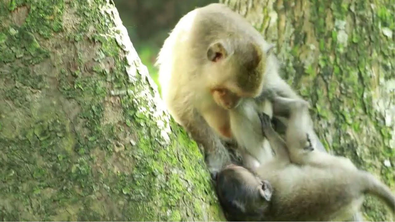 Young Monkey Ellen is daughter of Elsa and Saxon Monkey on August 28 ...