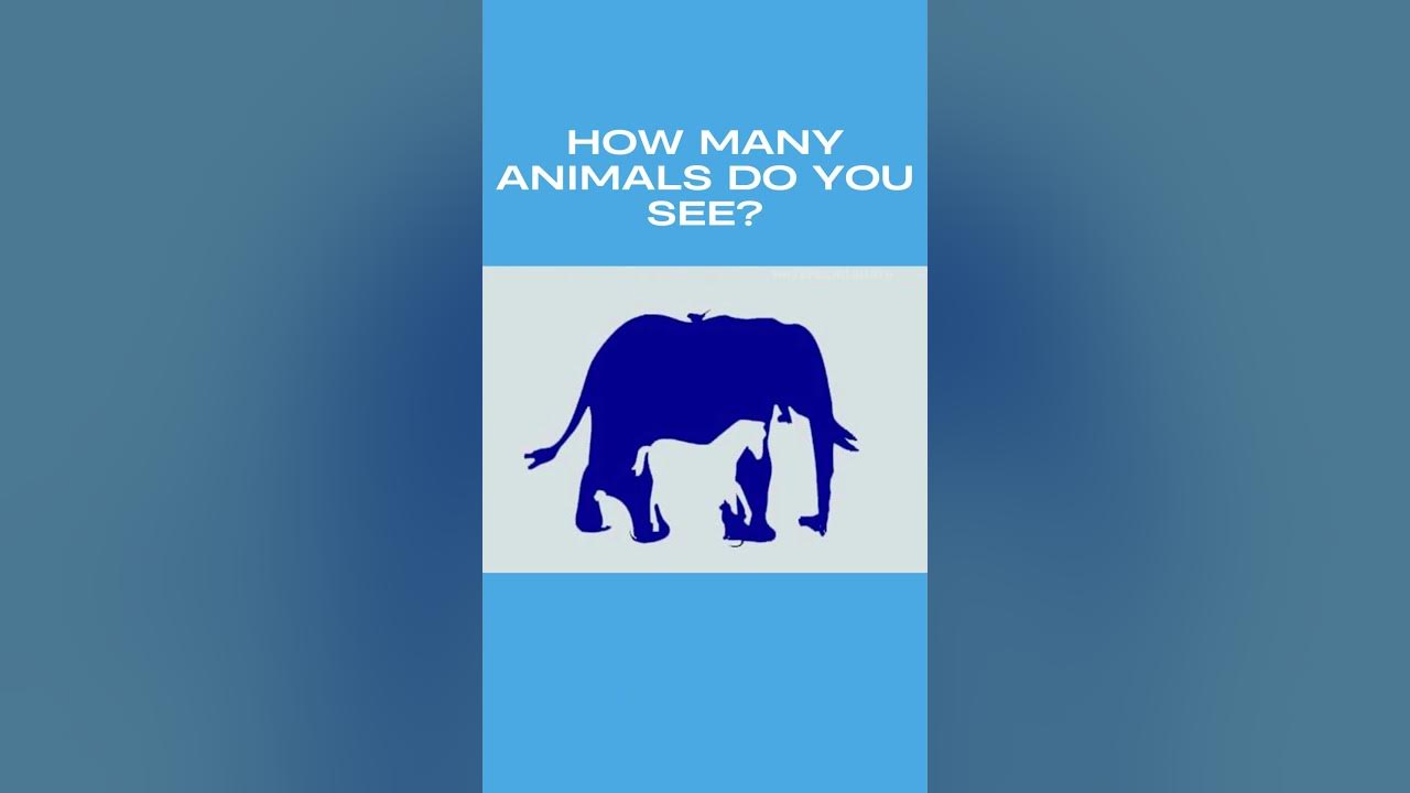 How Many Animals Do You See YouTube how-many-animals-do-you-see-youtube