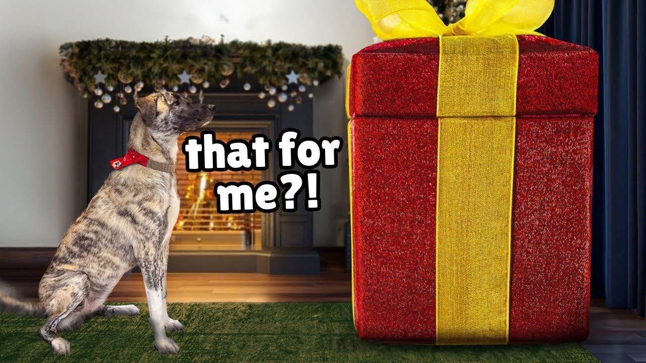 Giving a Rescue Dog her First Ever Christmas - YouTube