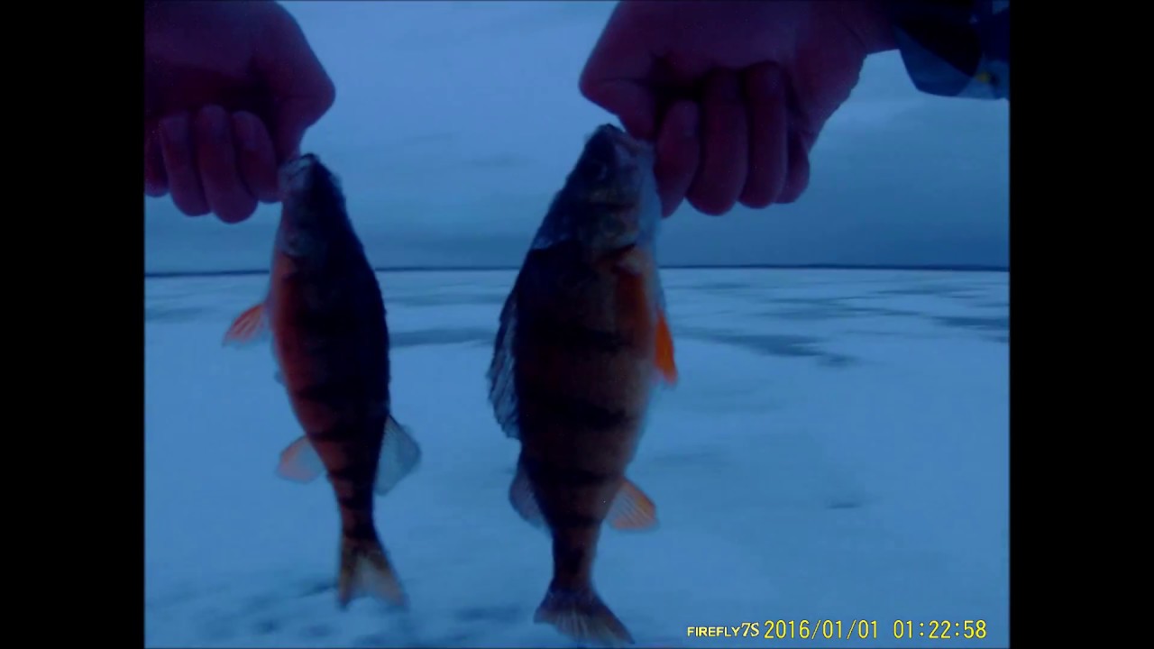 Lake Simcoe Perch Fishing 2017/02/05 - YouTube