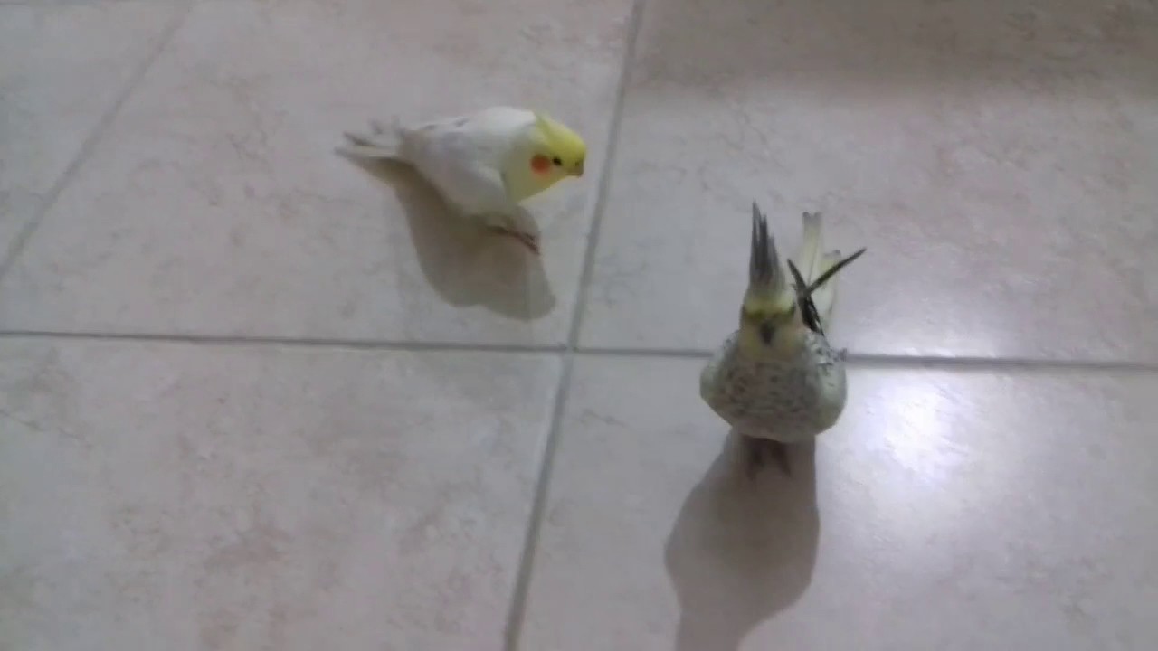 Dança do acasalamento das calopsitas - YouTube