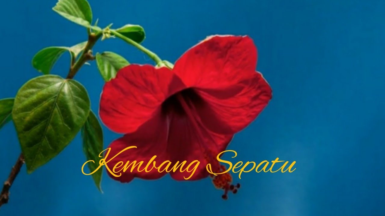 Bunga Sepatu bunga cantik banyak manfaat - YouTube