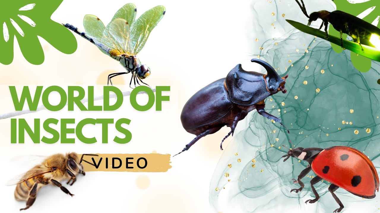 The World Of Insects | Insects Video For Kids | ladybug , butterfly ...