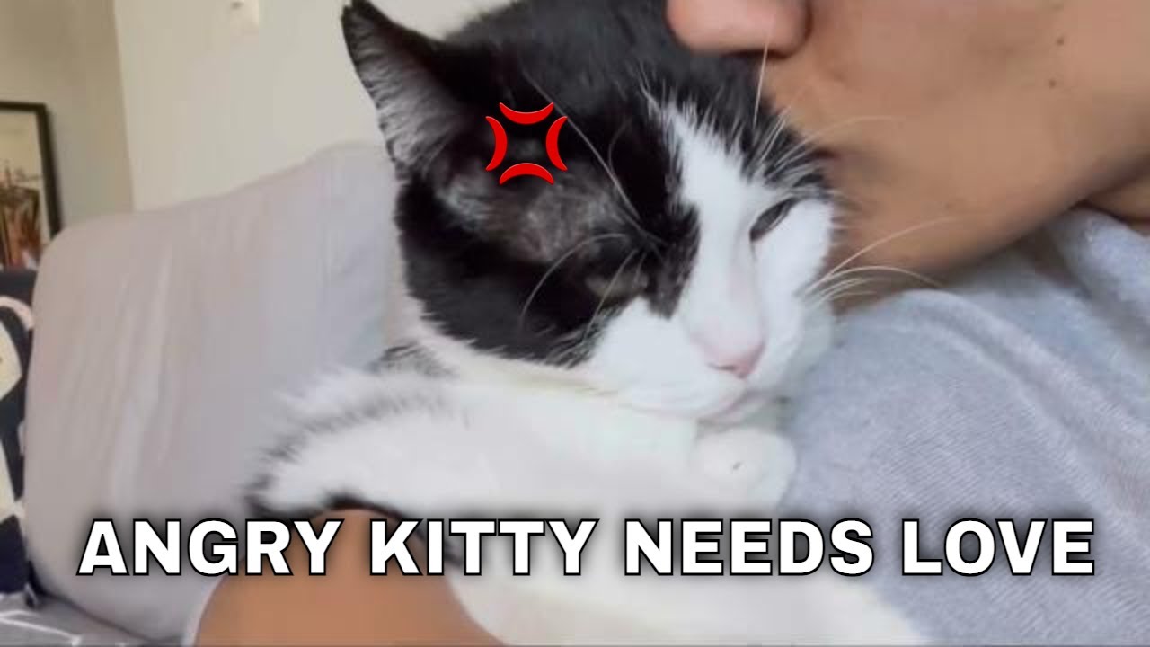 Cat is angry but still insists on sitting with owner | Cat purring ASMR ...