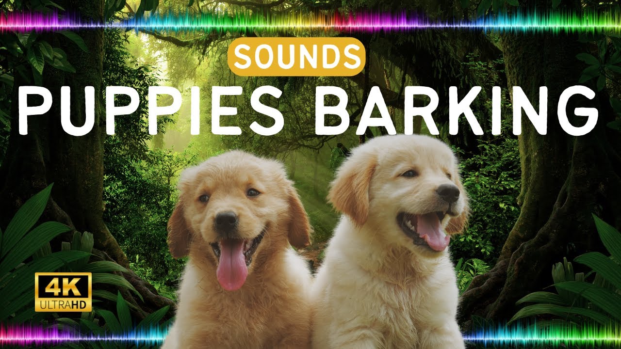 Puppies Barking Sound Effects High Quality Animal Sounds Library - YouTube