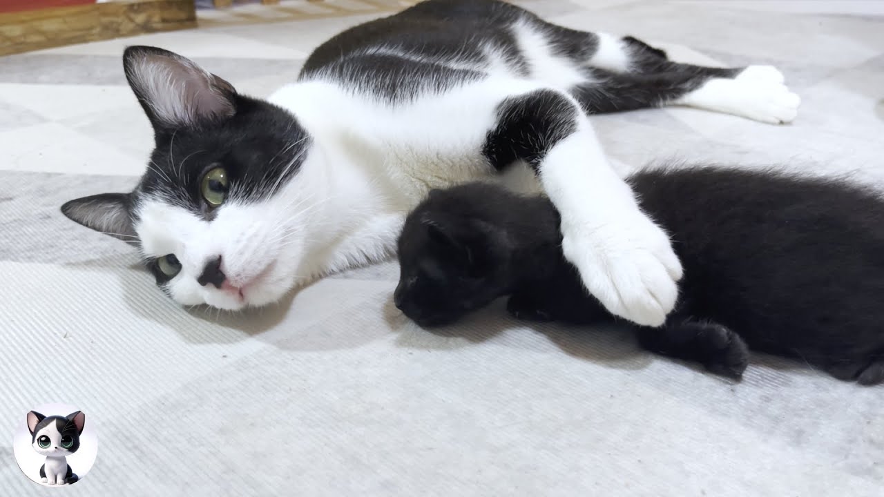 The first meeting between a tiny kitten and miracle older cat Mu was ...