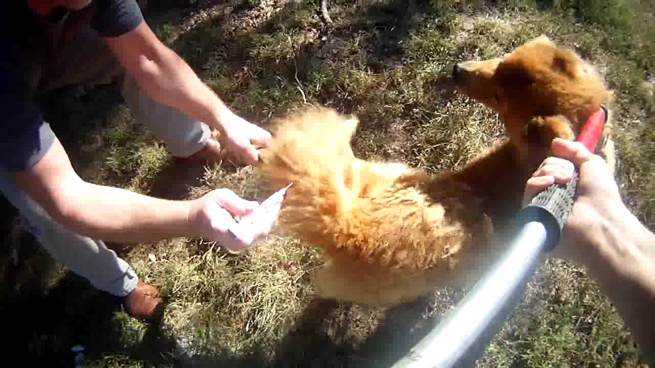 Problems with tethering animals. Good outcome. Macon bibb animal ...