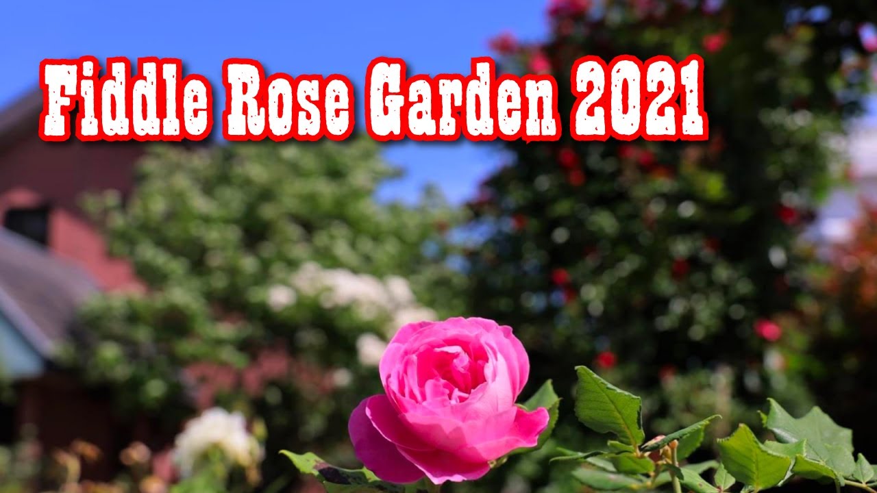 Fiddle Rose Garden 2021 - YouTube