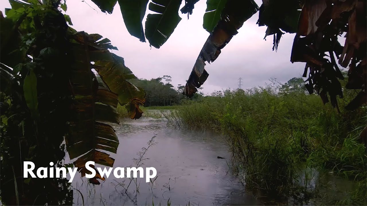Rainy Swamp Ambience | Soothing Water Sounds, Crickets Sounds | Water ...