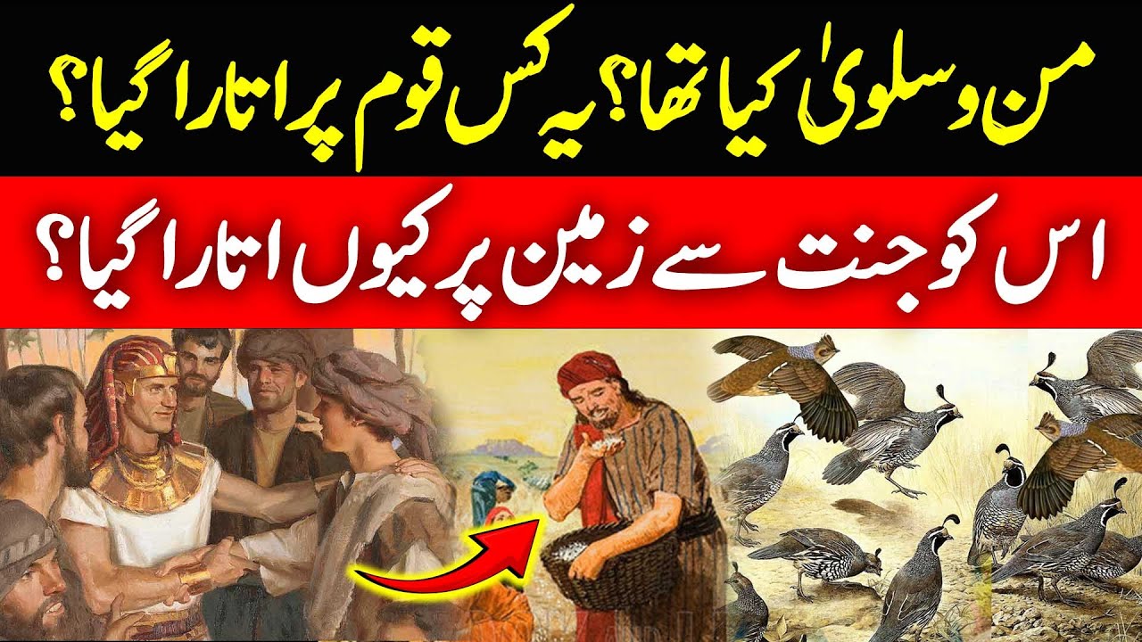 What is Man o Salwa | History of Man o Salwa | Urdu-Hindi - YouTube