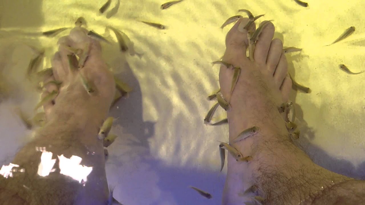 Hungry fish eat man's feet. ;-) - YouTube