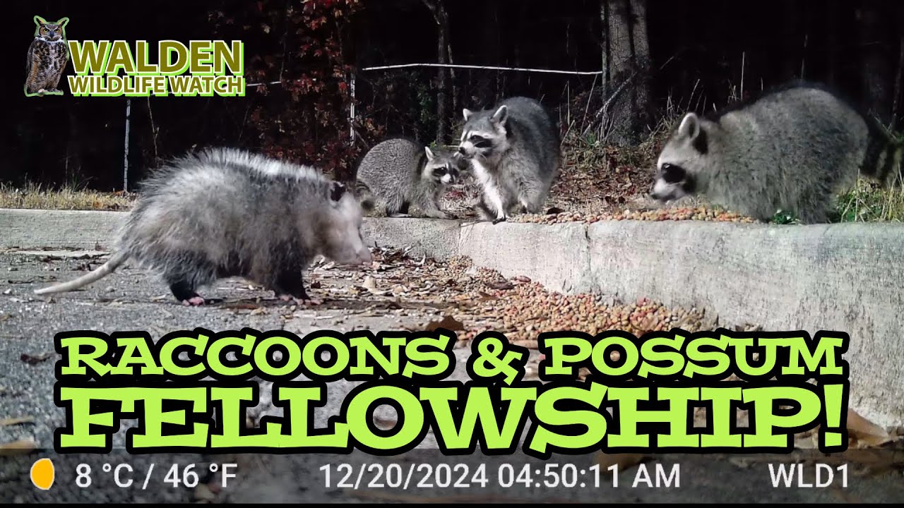 Possum gets some fast raccoon company! Larry shoutout! - YouTube