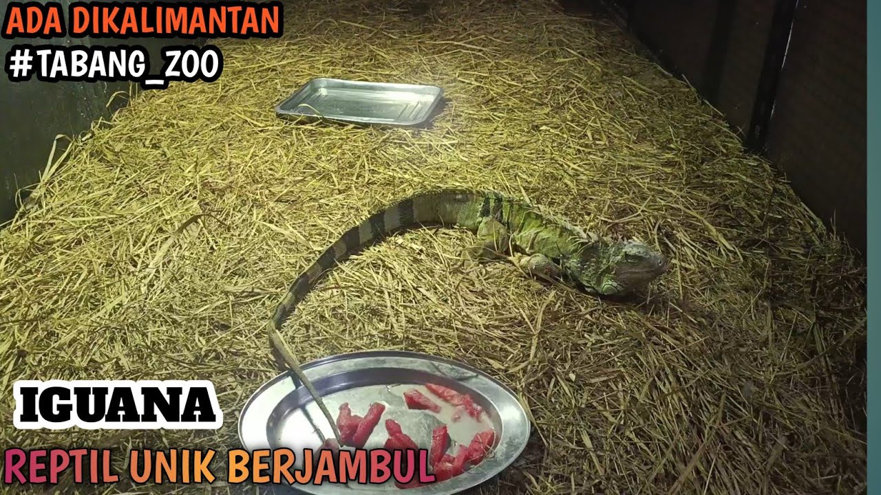 IGUANA REPTIL UNIK - YouTube