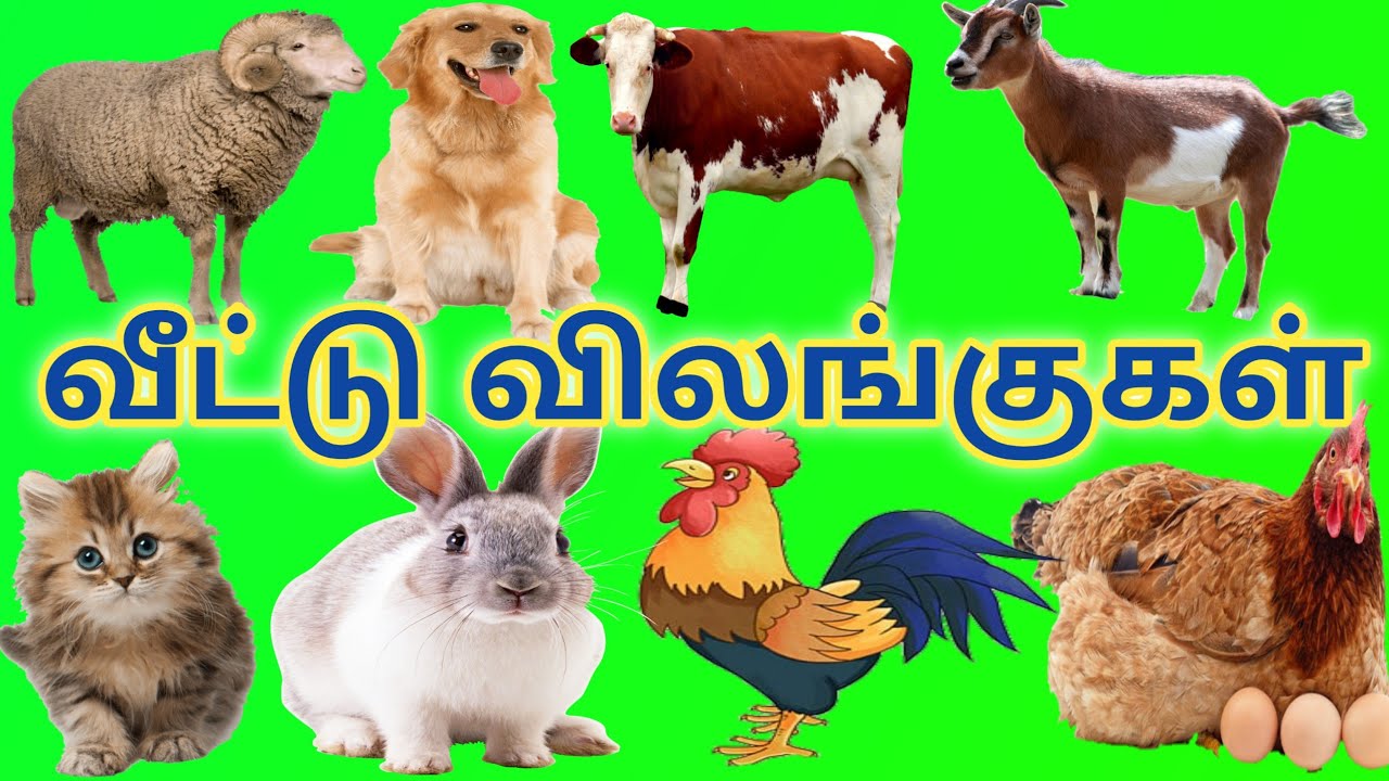 வீட்டு விலங்குகள் | Farm Animals names and sounds | வீட்டு விலங்குகள் ...