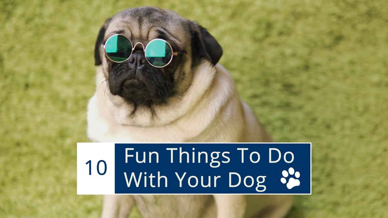 10 Fun Things to Do With Your Dog - YouTube