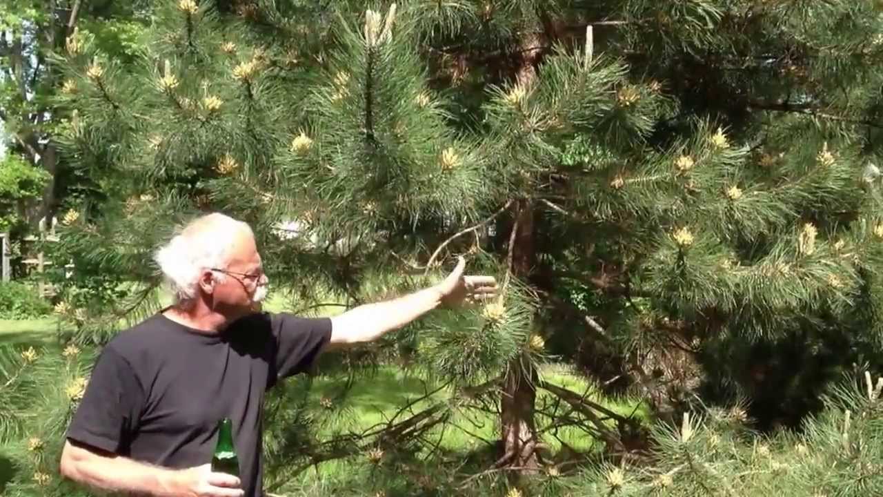 Crazy Pine Tree Pollen! - YouTube