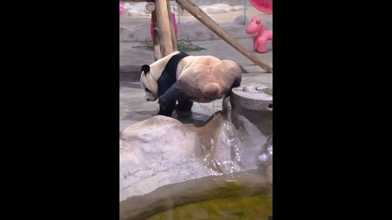 Panda peeing #panda #cutepanda #funny #funnyanimals #lingyan #henanzoo ...