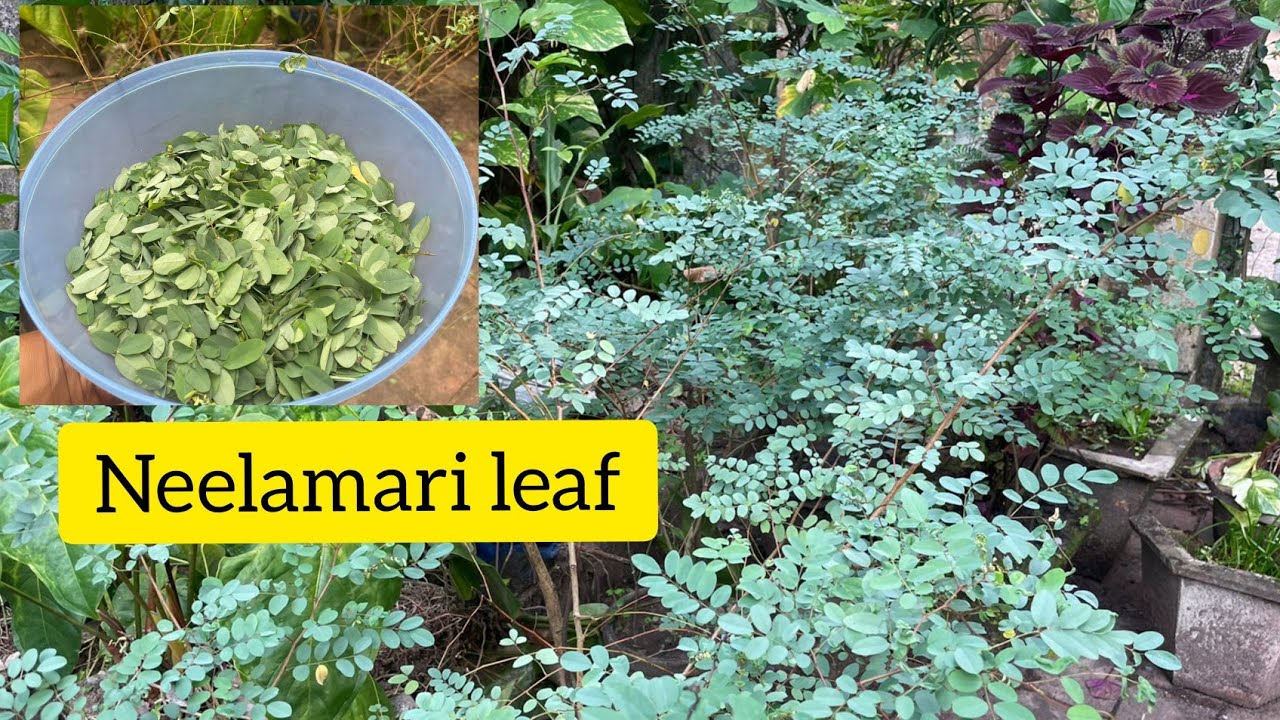 Neelamari leaf/#neelamari #how to #use #2022 #malayalam #sale #sk # ...