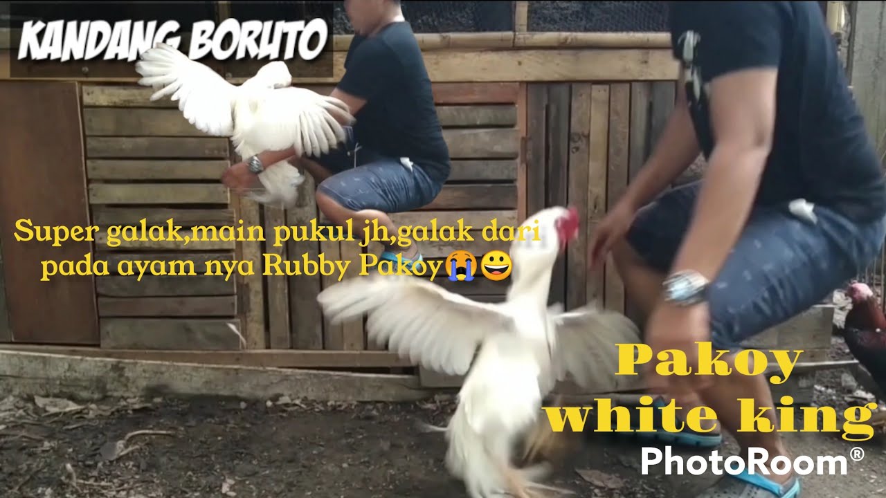 Pakoy white king,lebih galak dari pada Rambo punya Rubby Pakoy. - YouTube