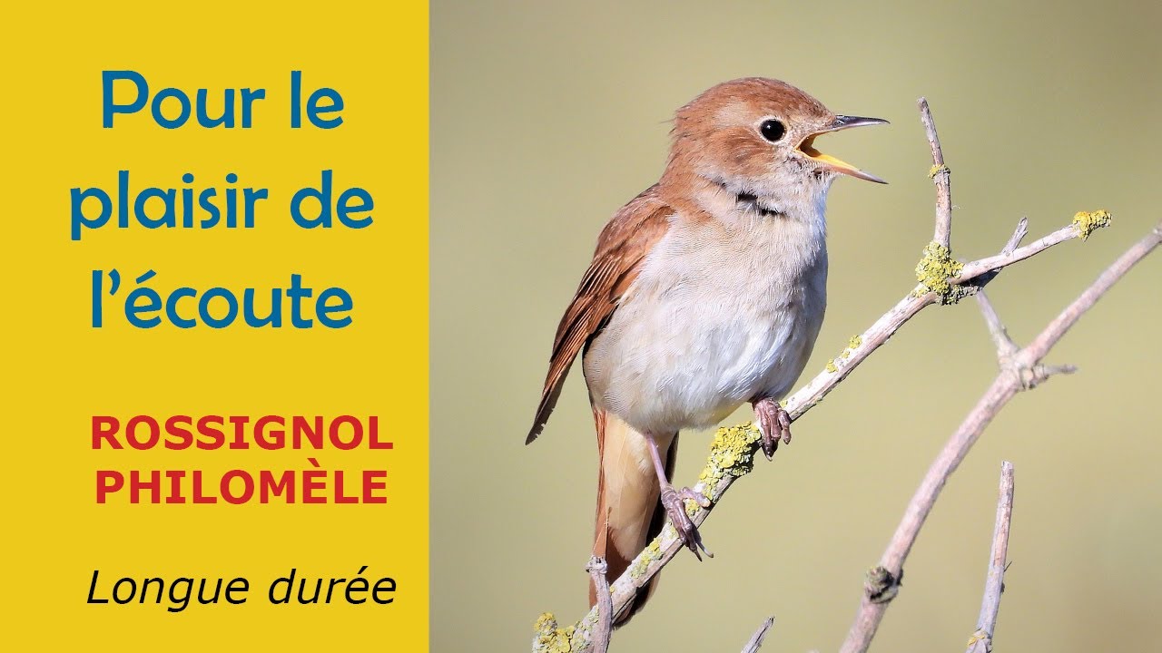 Rossignol philomèle (Chant longue durée pour le plaisir de l'écoute ...