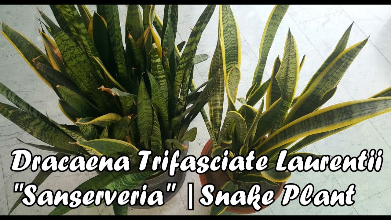 Dracaena Trifasciata "Laurentii" | Sansevieria | सांप का पौधा Snake Plant | Care and Propagation ...