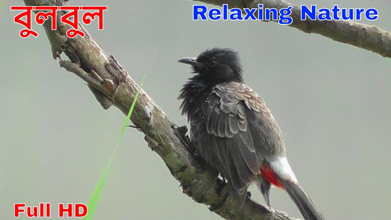 Bulbuli Episode:6 বুলবুলি পাখি/ Red Whiskered Bulbul./red vented bulbul ...