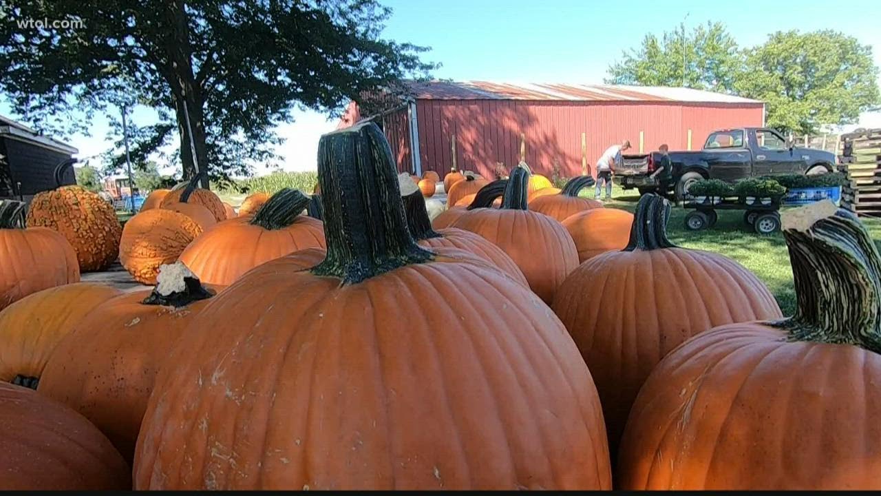 Get your fall fix at Fleitz Pumpkin Farm - YouTube